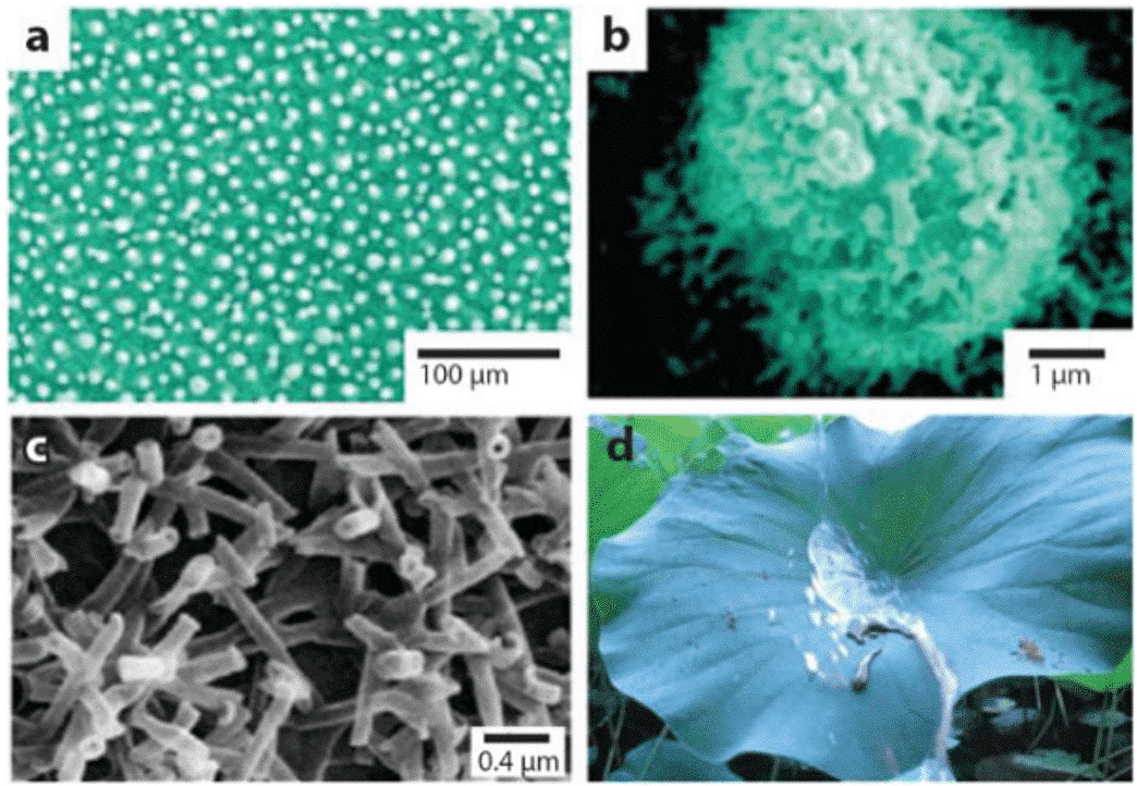From nature to bionics: the past and present of superhydrophobic ...